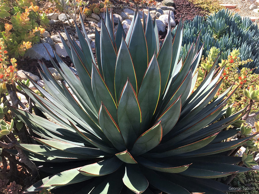 Agave 'Blue Glow' | Agave 'Shaka Zulu' – Plant Factory Direct