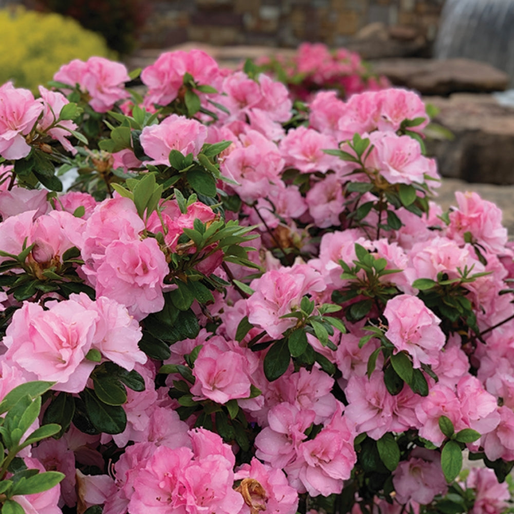 Ever After™ Blush Reblooming Azalea | Rhododendron x 'RLH2-4P1-5' PP31 ...