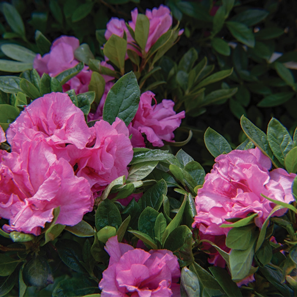 Ever After™ Pink Reblooming Azalea | Rhododendron x 'RLH2-3P8-2' PP311 ...