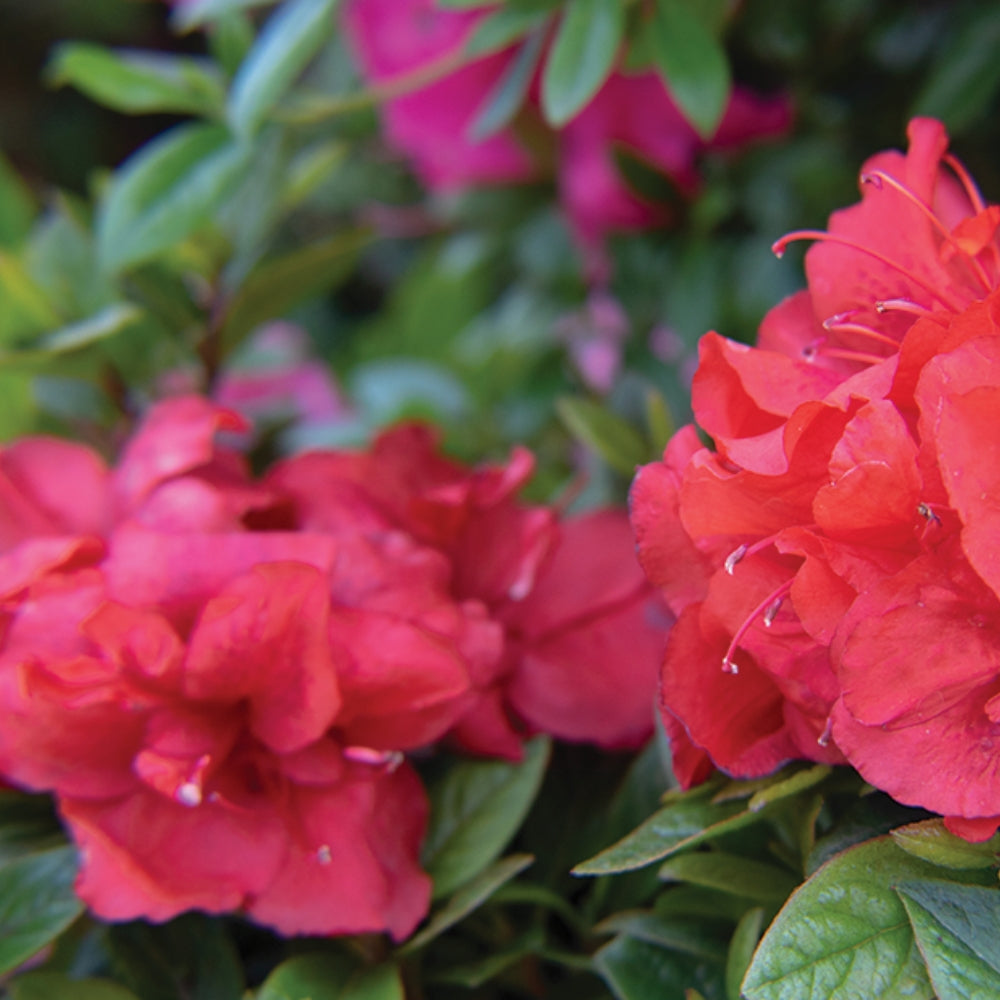 Ever After™ Ruby Reblooming Azalea | Rhododendron x ‘RLH2-2PA1S’ PP311 ...