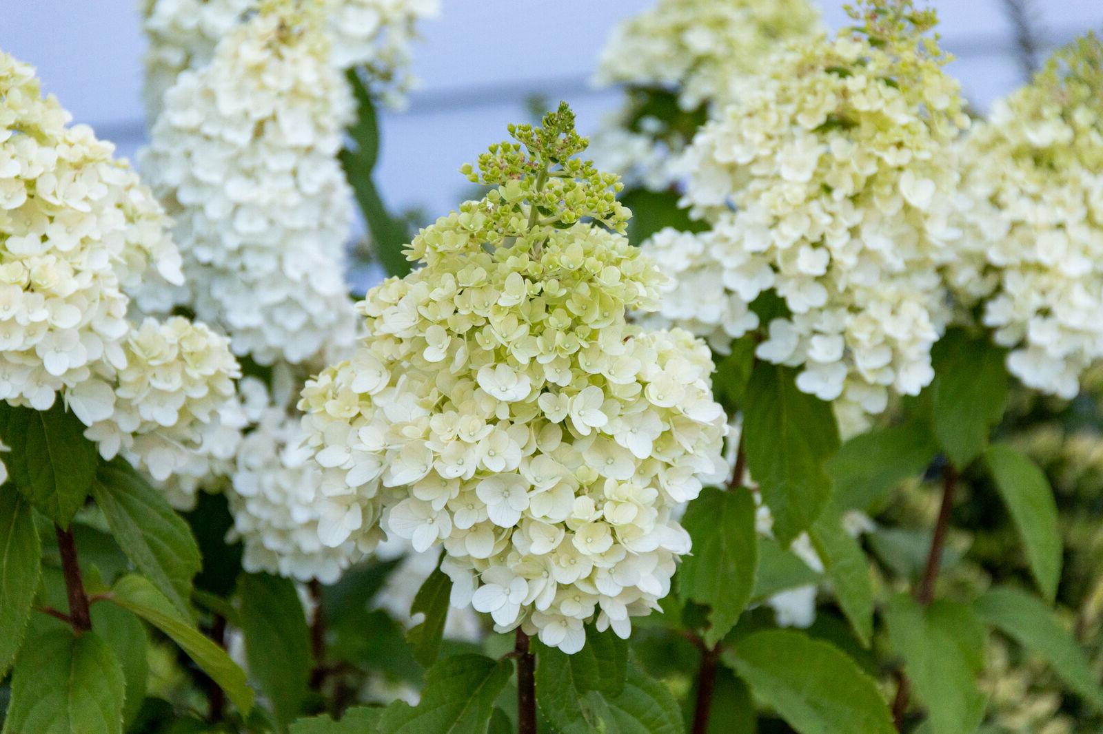 Moonrock® Hardy Hydrangea | Hydrangea paniculata 'Kolmakilima' USPP298 ...