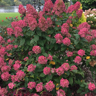 Fire Light ® Hydrangea | FIRE LIGHT® Hydrangea - Panicle Hydrangea pan ...
