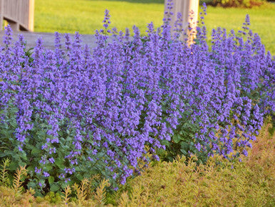 Nepeta 'Cat's Meow' Catmint | Nepeta faassenii 'Cat's Meow' | Super Po ...
