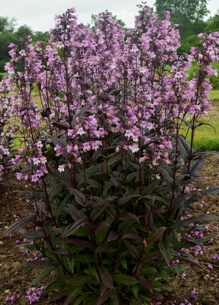 Proven Winners – Plant Factory Direct