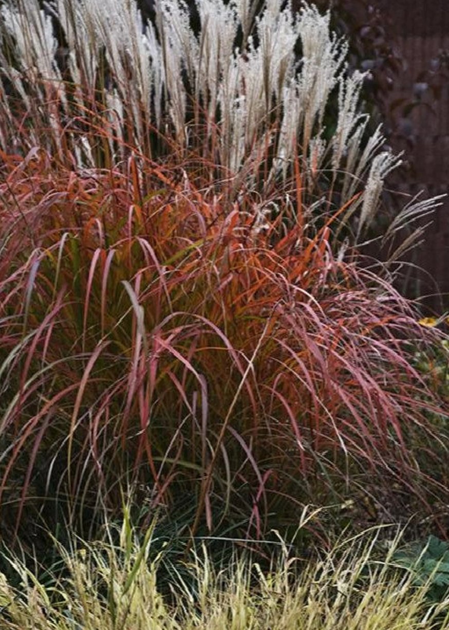 Fire Dragon Maiden Grass | Mystal™ Fire Dragon Miscanthus – Plant ...