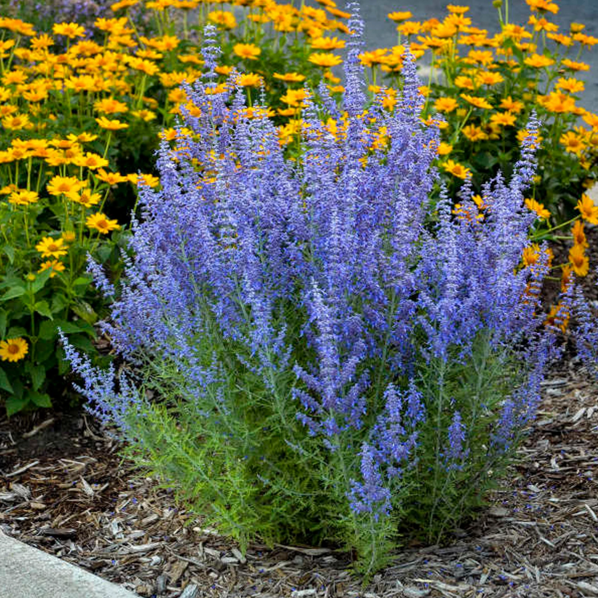 Proven Winners – Plant Factory Direct