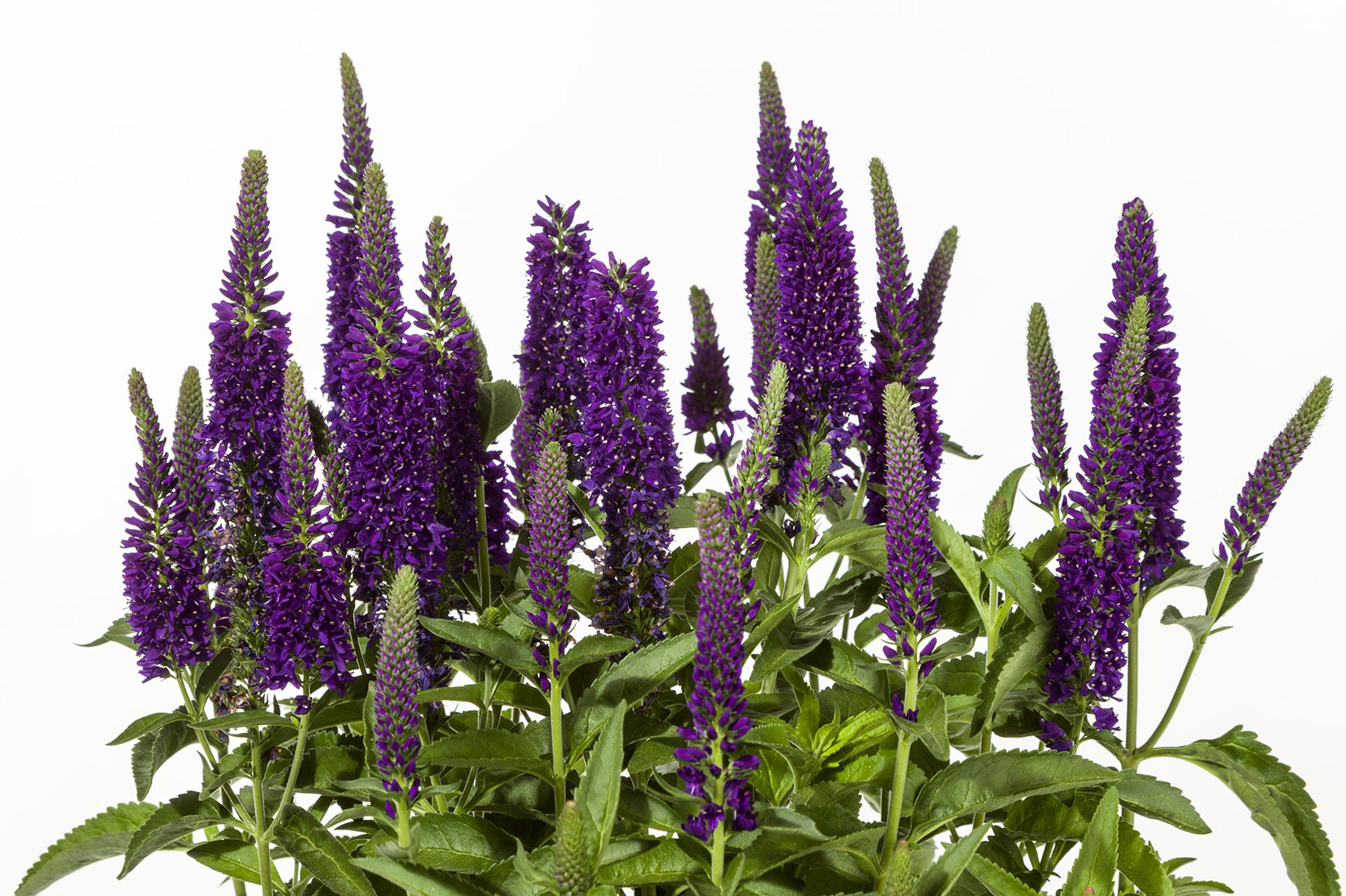 Vernique® Dark Blue Veronica Speedwell | Zones 4-8 | Plant Factory Direct