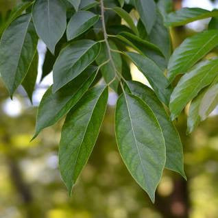 Hachiya Japanese Persimmon Tree | Ebenaceae Diospyros Kaki 'Hachiya ...