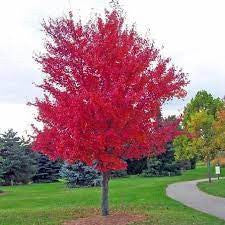 Autumn Blaze Maple ® Tree – Plant Factory Direct