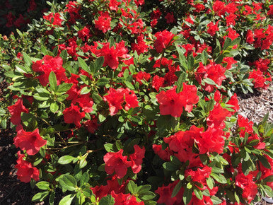 Autumn Embers® Encore® Azalea – Plant Factory Direct