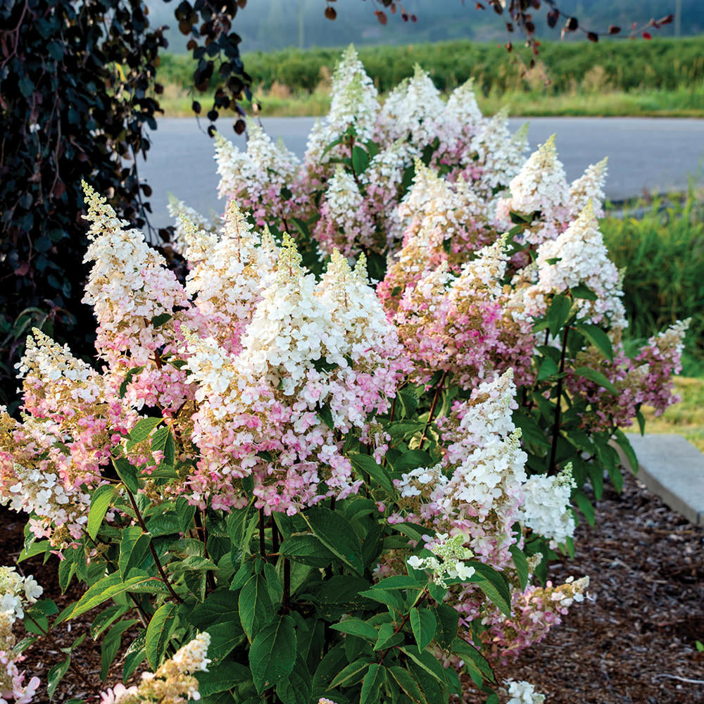 Candelabra® Hardy Hydrangea | Botanical name: Hydrangea paniculata 'Hp ...