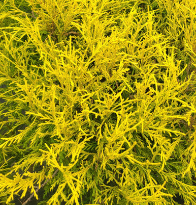 Lemon Thread False Cypress | Chamaecyparis pisifera 'Lemon Thread ...
