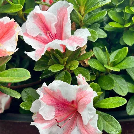 Autumn Starburst® Encore® Azalea – Plant Factory Direct