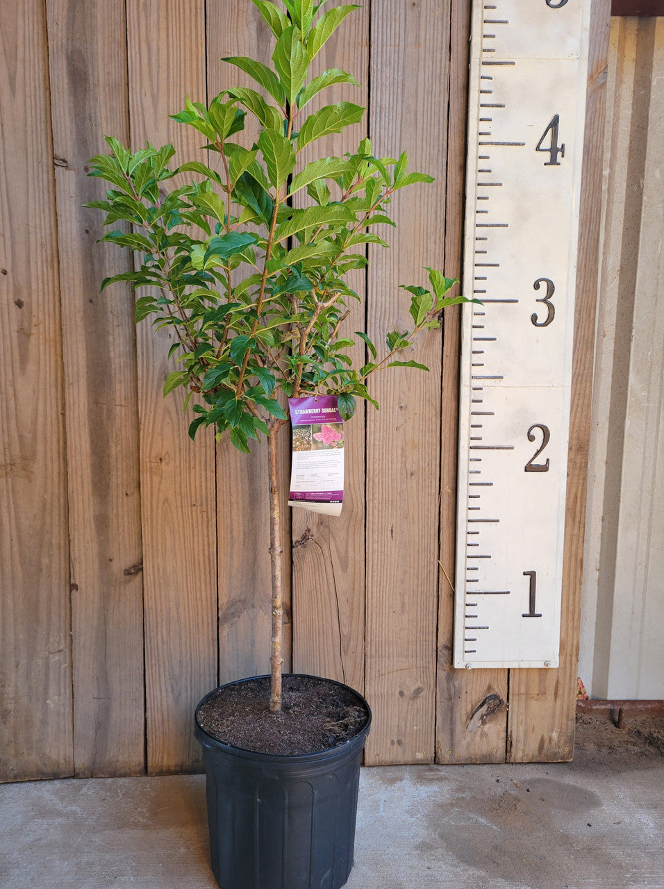 Strawberry Sundae Hydrangea Standard Tree – Plant Factory Direct