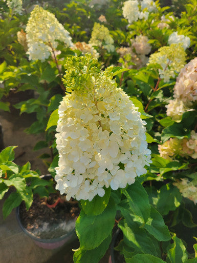 Strawberry Sundae® Hydrangea Shrub | Hydrangea Paniculata 'RENSUN' PP2 ...