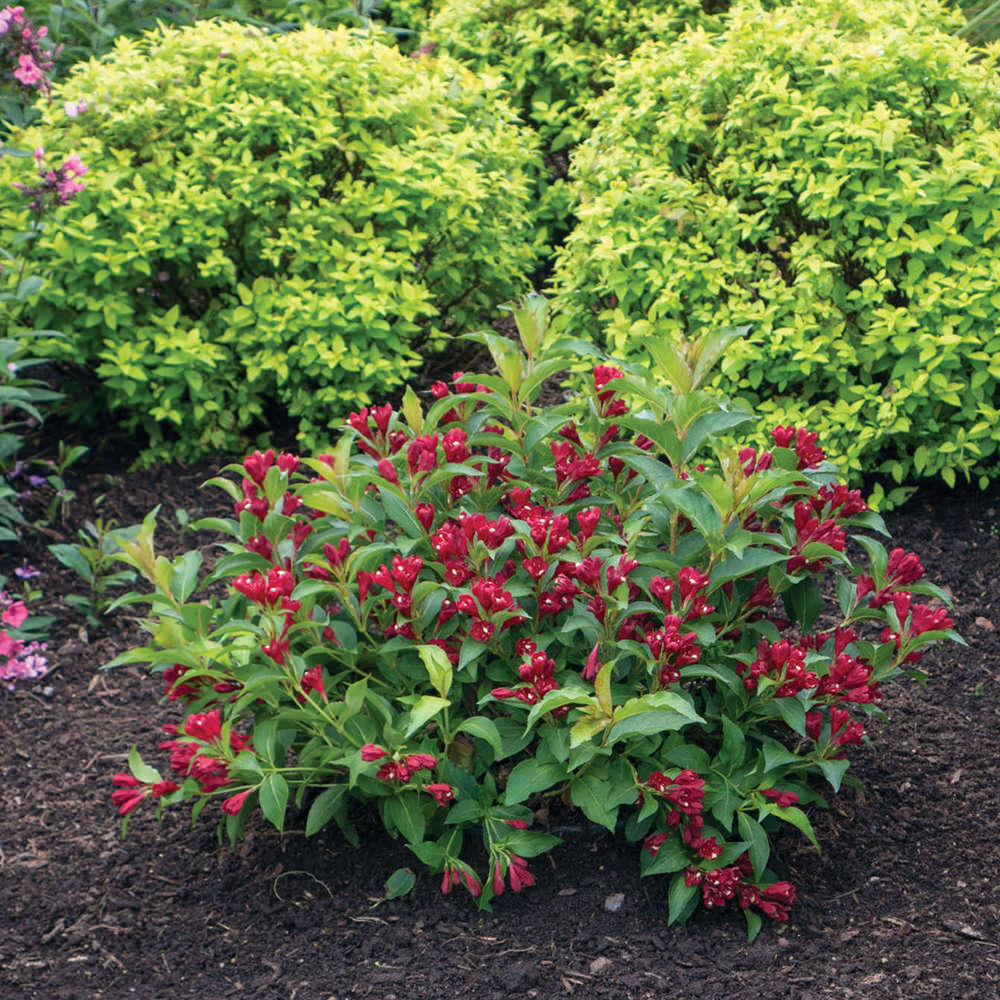 Maroon Swoon® Weigela | Weigela x 'Slingco 2' USPP26841, CPBR5267 ...